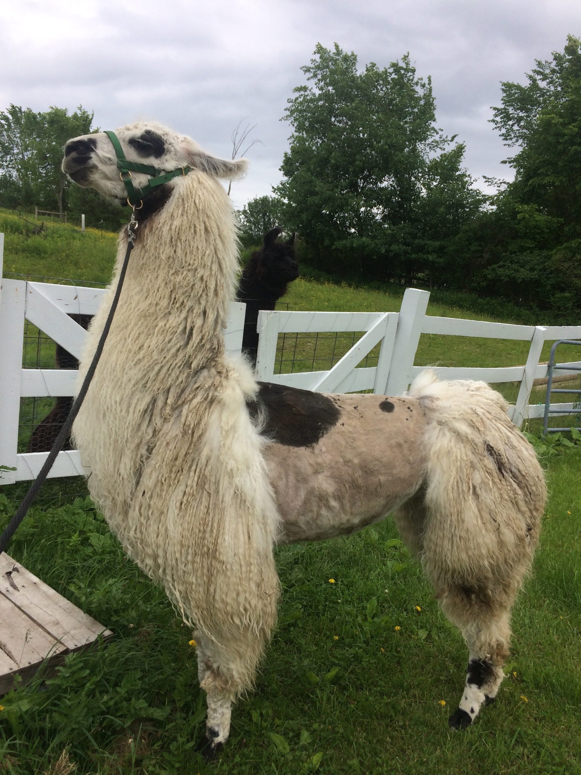 For Sale – Autumn Hill Llamas & Fiber