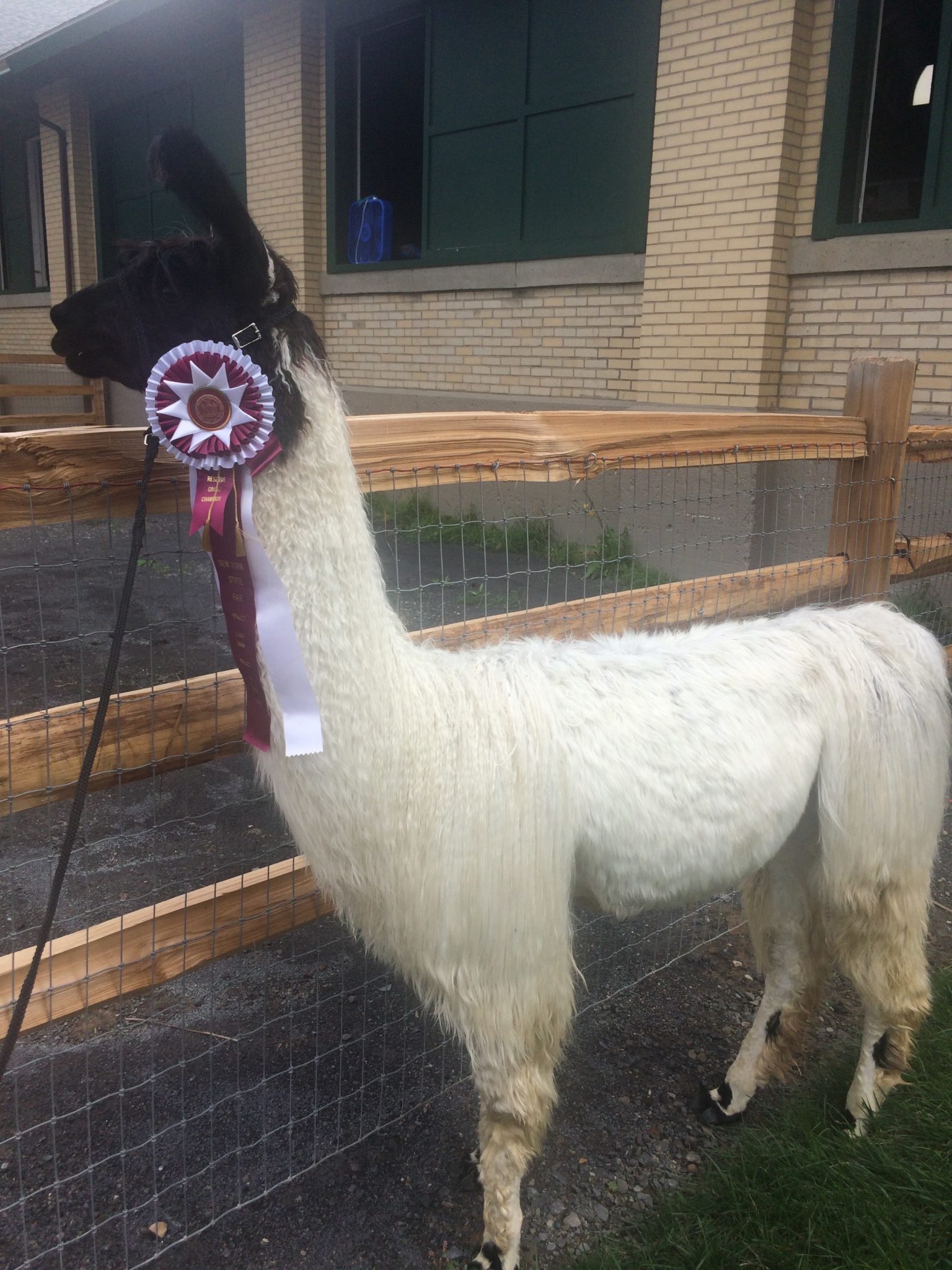 For Sale – Autumn Hill Llamas & Fiber