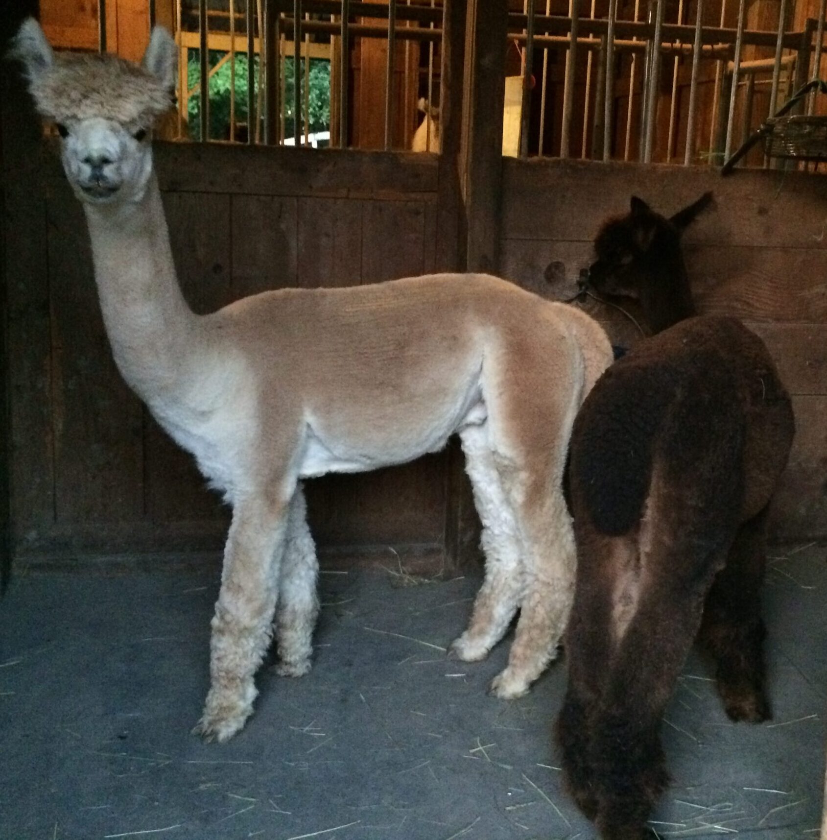 For Sale – Autumn Hill Llamas & Fiber