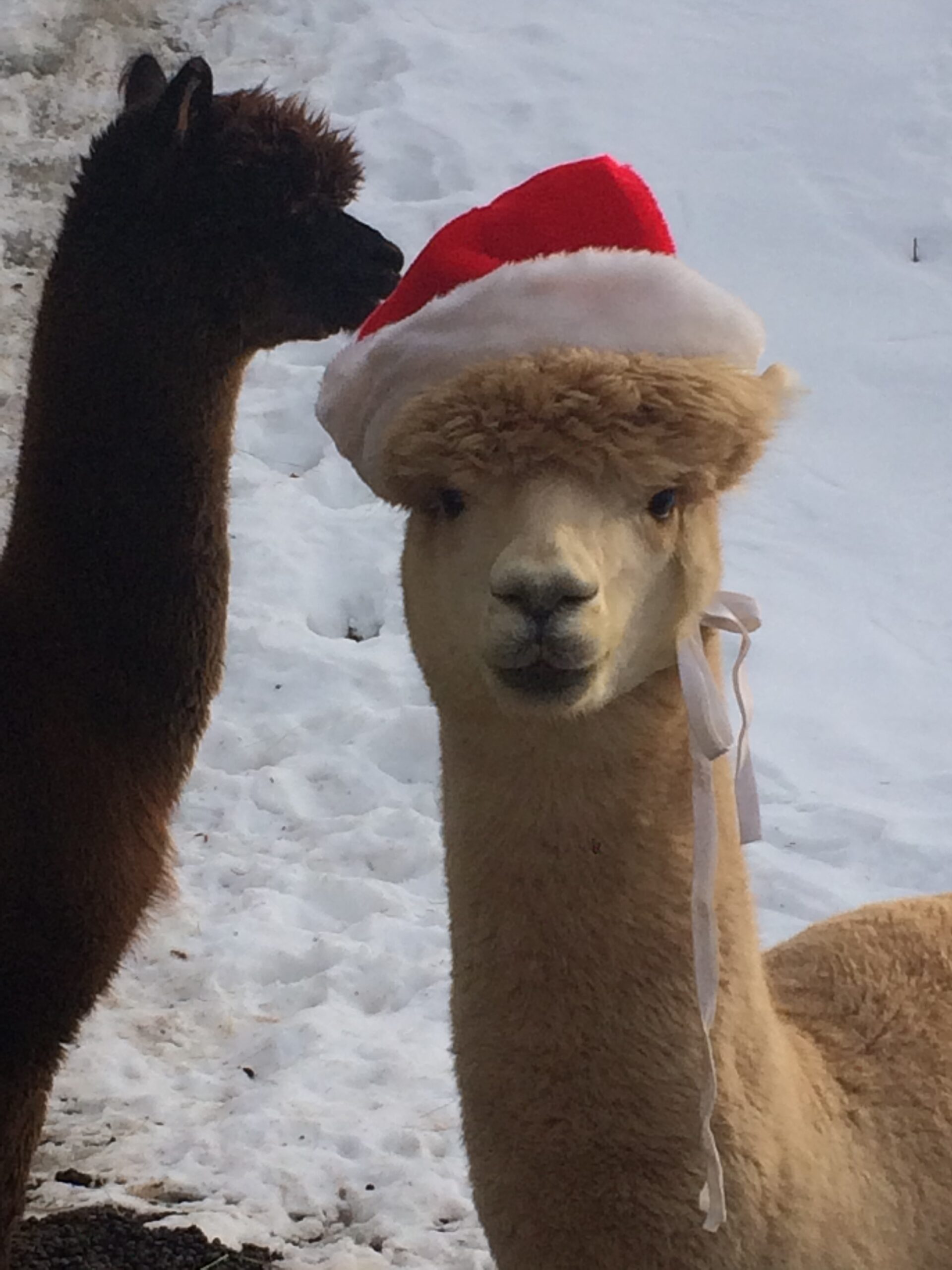 For Sale – Autumn Hill Llamas & Fiber